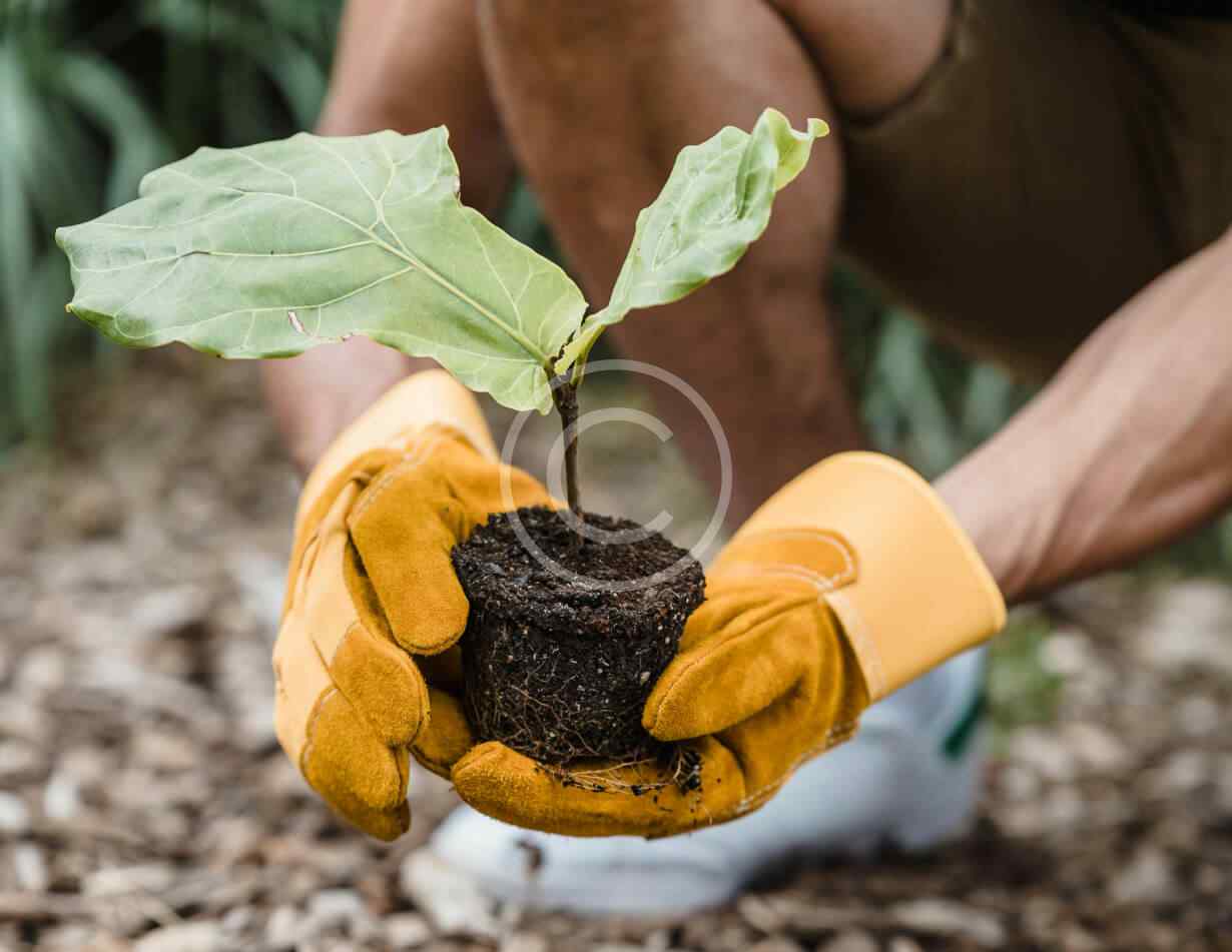 Thinking of planting a tree for Earth Day? – The Counselling Foundation ...